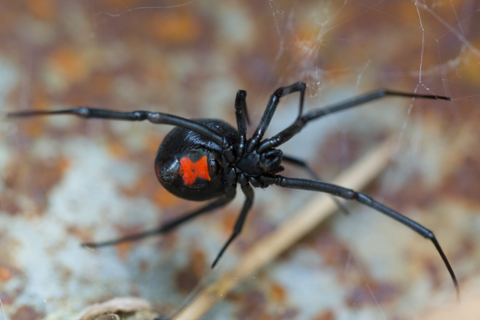 What Spiders Are in Your WA Home? | Natura Pest Control